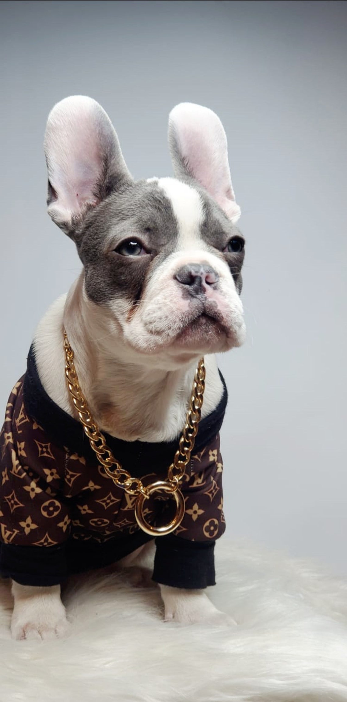 Cena lindo perro cuello cadena color oro / Joyería para - Etsy España