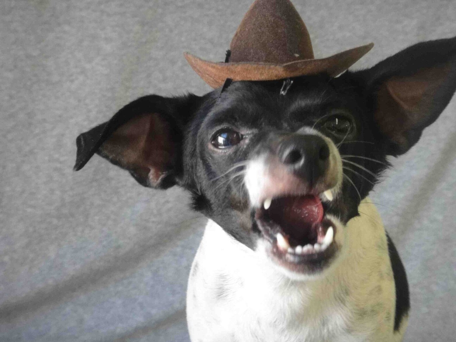 Indiana Jones hat for dog or cat brown color/Halloween pet | Etsy