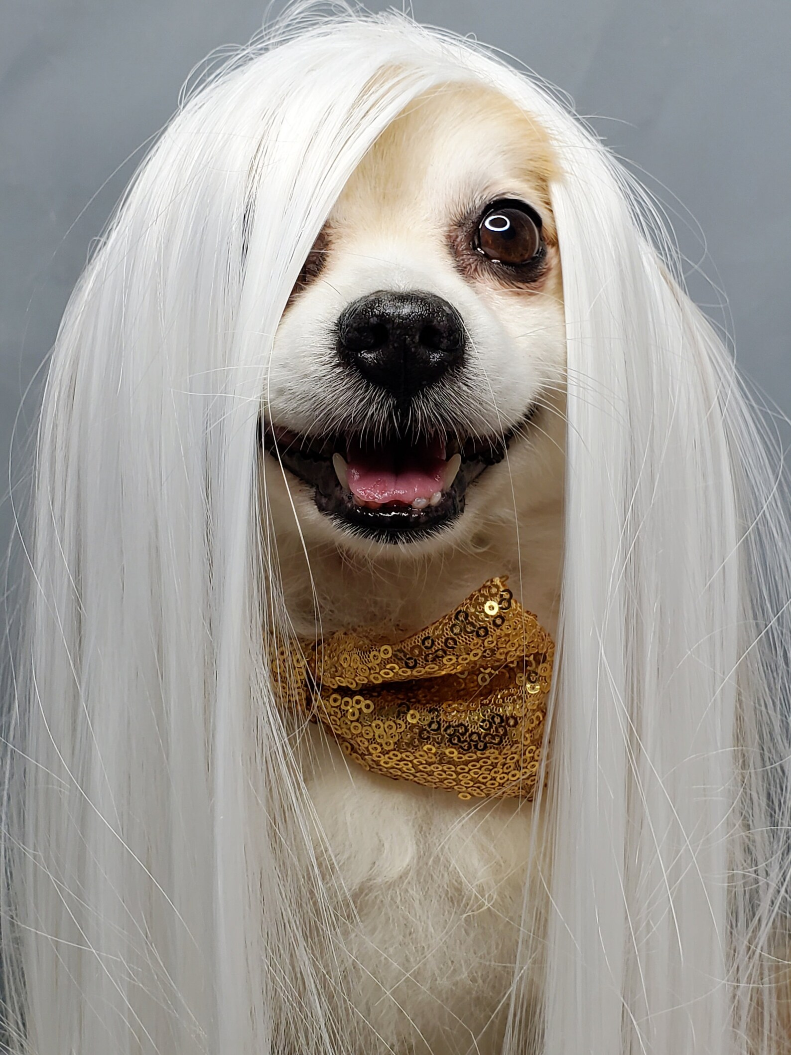 Super Blond Color Pet Wig for Dog or Cat Small - Etsy