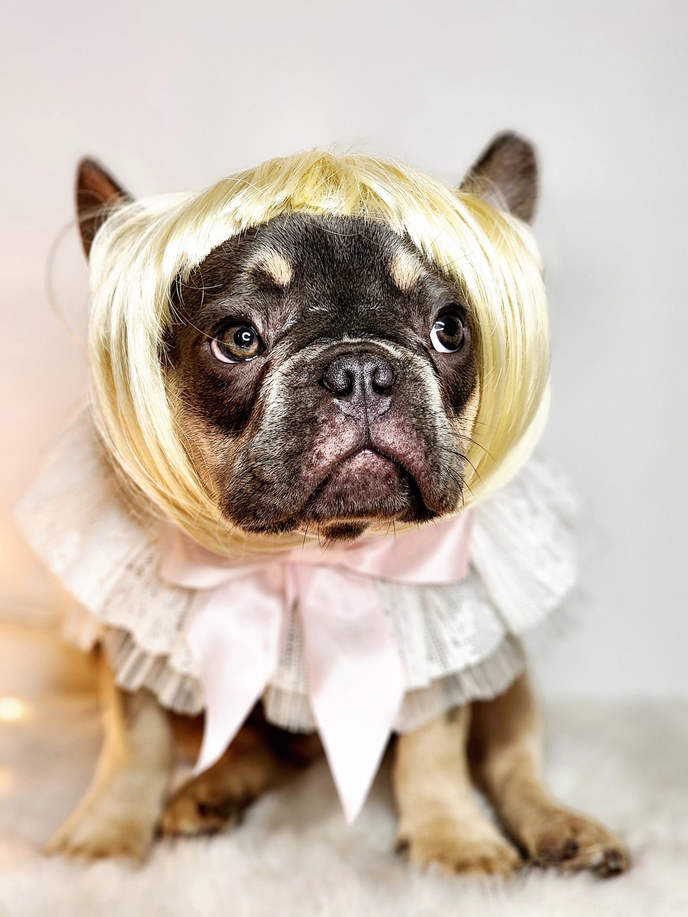 Pet Wig for Dog or Cat/halloween Dog Wig / Pet Costume / - Etsy