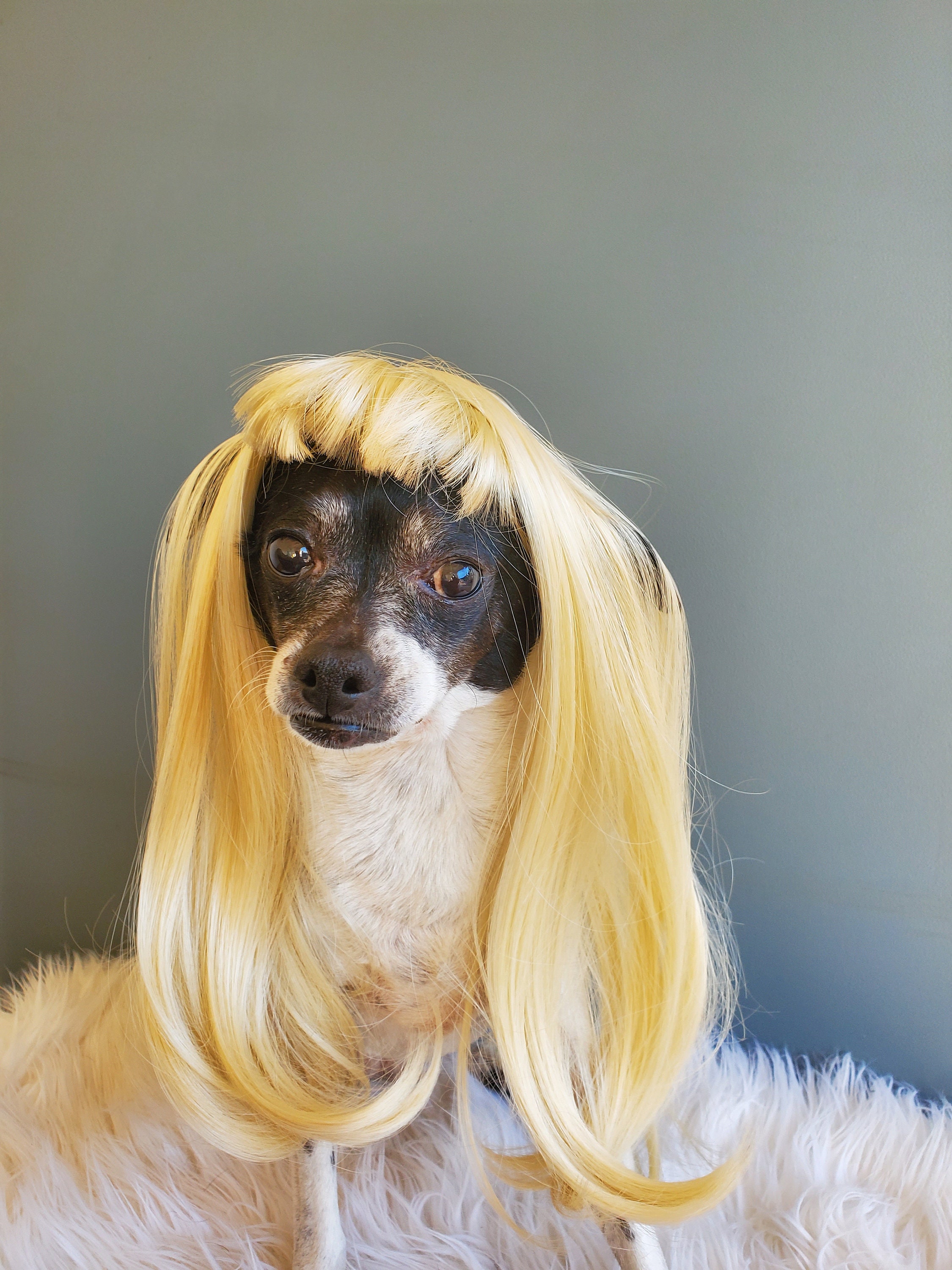 Wig for Dogs /pet Wig Blond Color Long for Dog or Cat/dog Costume / Cat ...