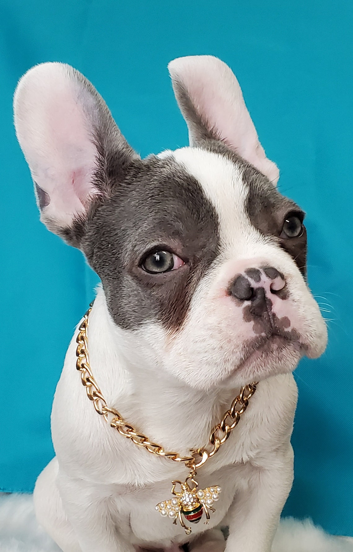Supper Cute Dog Neck Chain Gold Color /dog Neck Collar/ | Etsy
