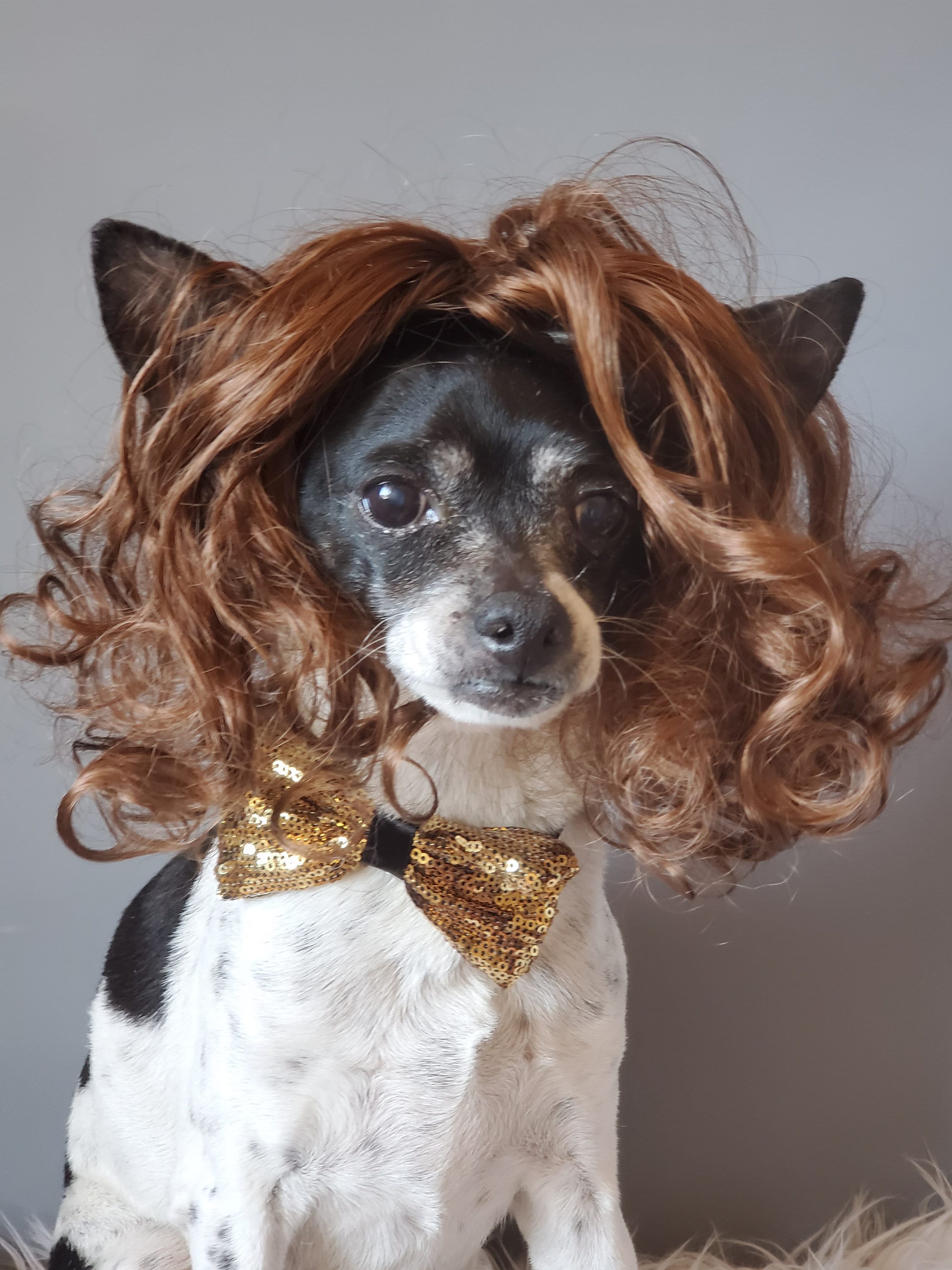 Dogs Wearing Wigs