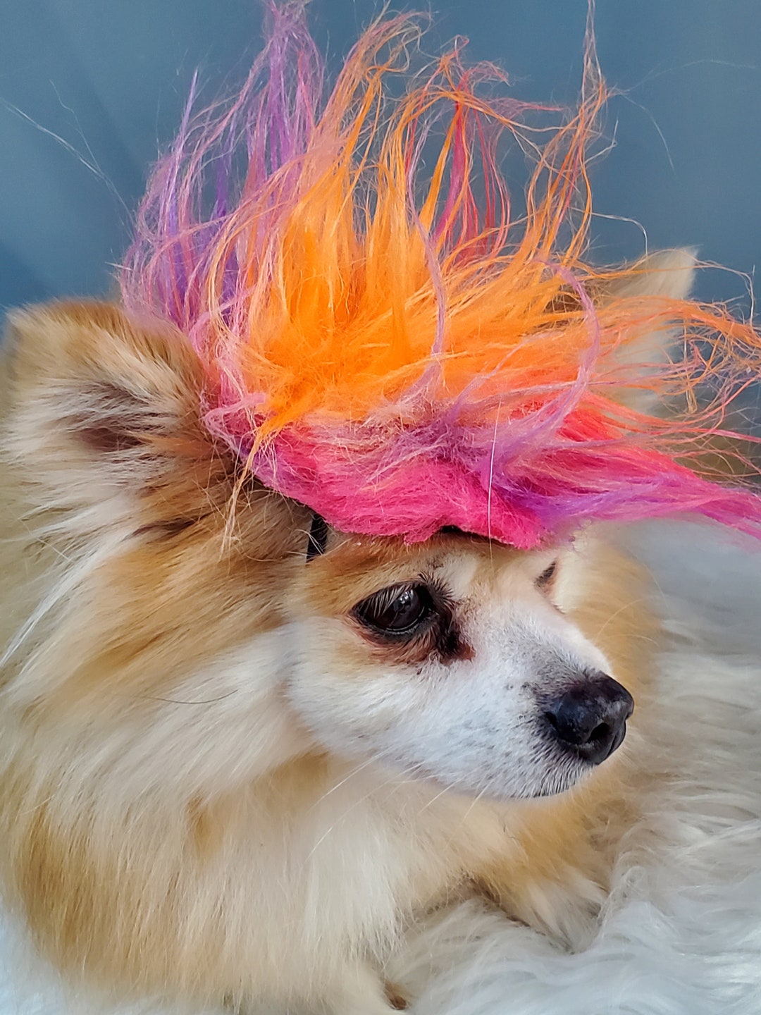 Mohawk for Your Pet / Halloween Dog Costume /cat Mohawk / - Etsy