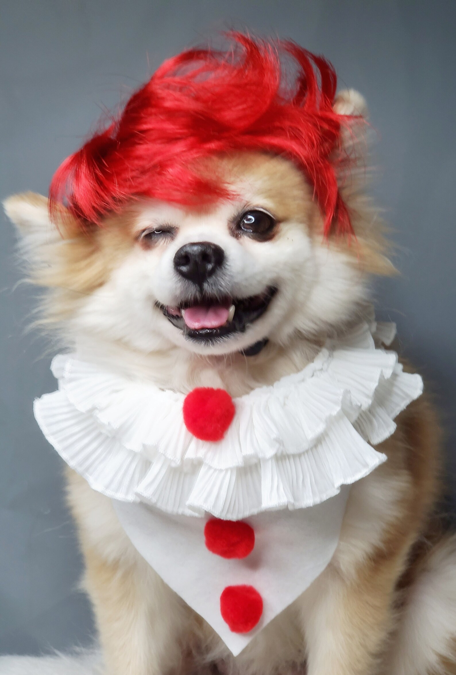 Clown Costume for Your Pet Set Wig and Neck Tie/halloween | Etsy