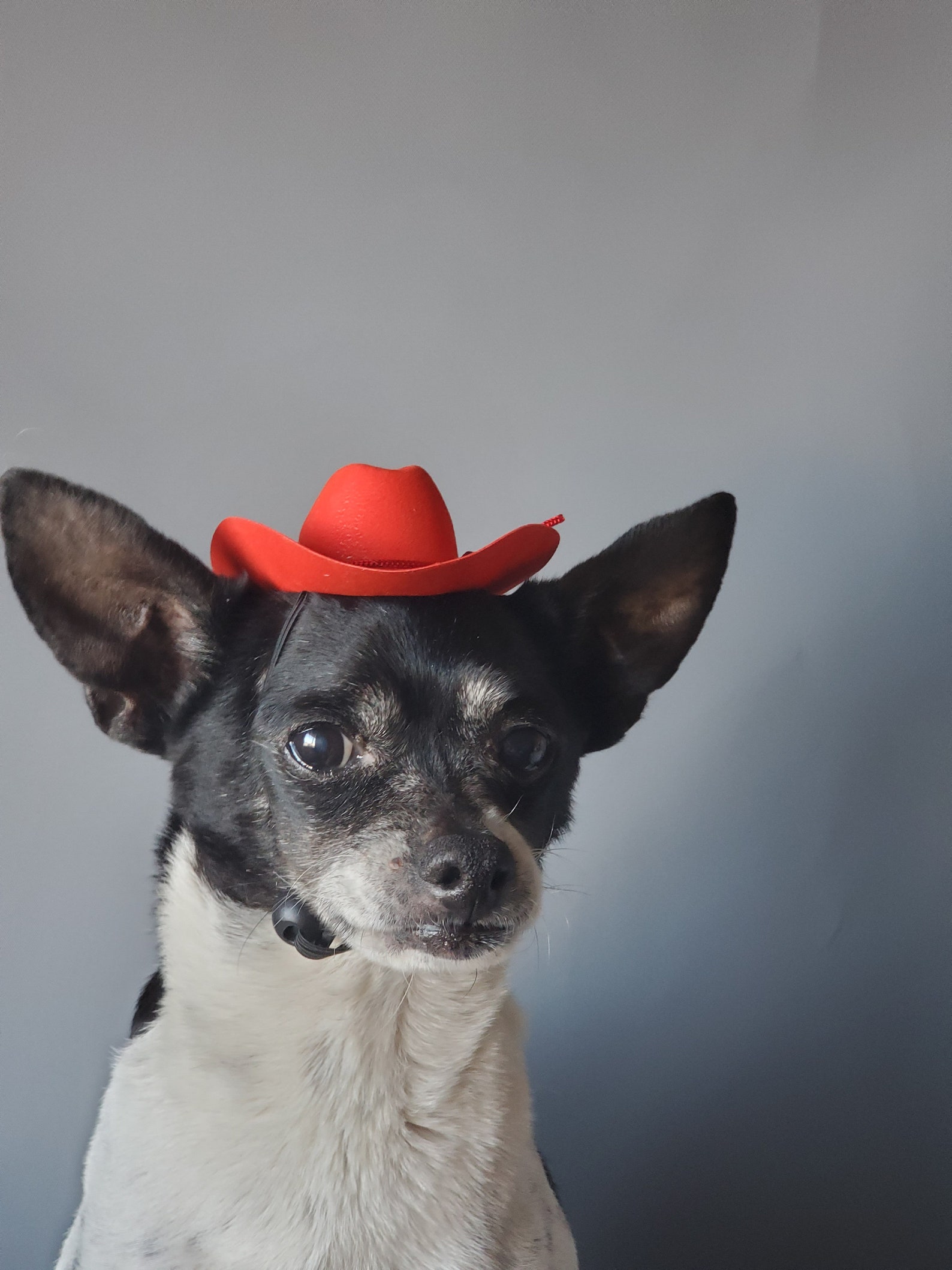 Cowboy Mini Hat Red Color for Dog or Cat /halloween Pet Hat - Etsy
