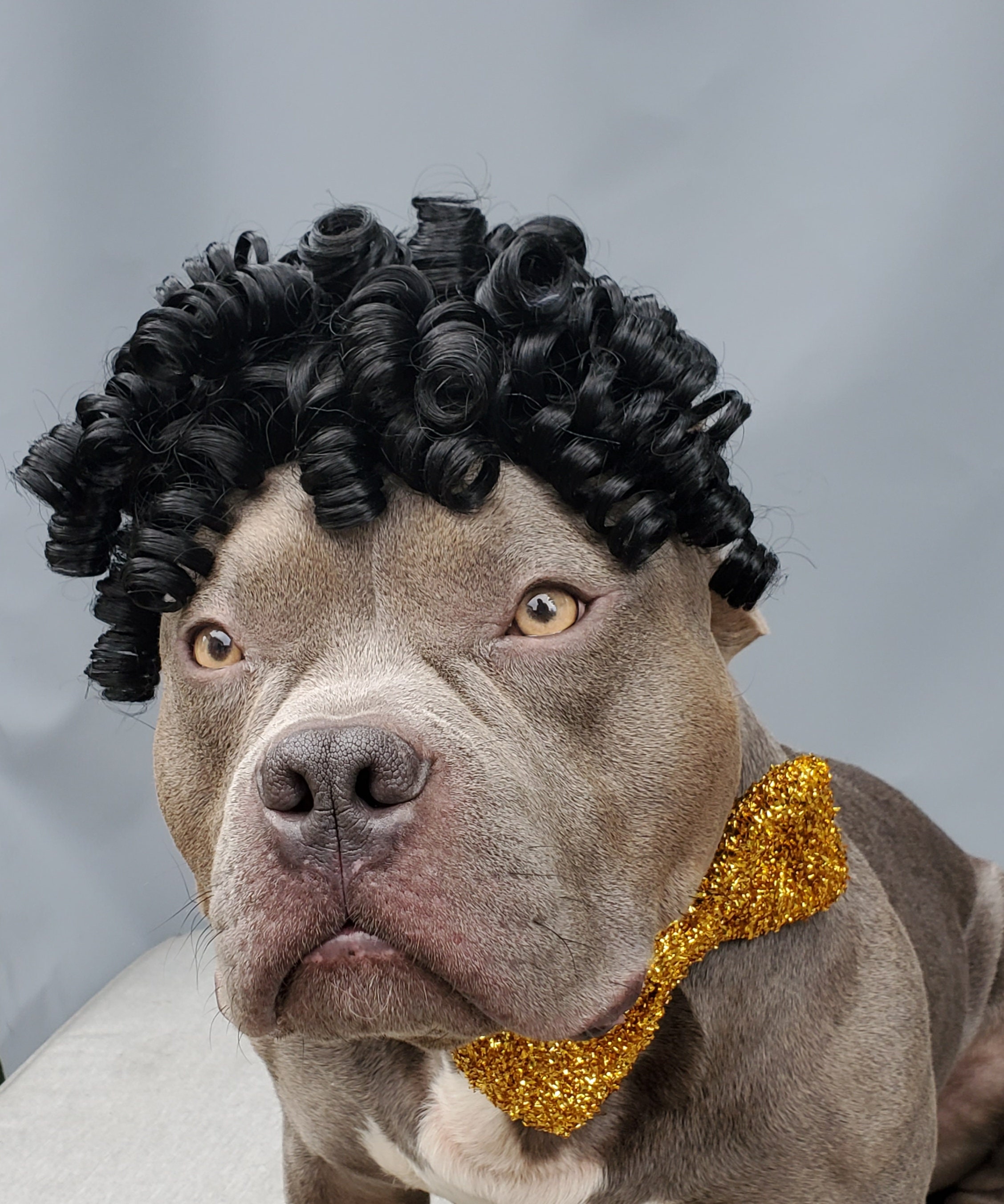 Large Black Curly Dog Wig, Pet Costume, Halloween Costume - Etsy