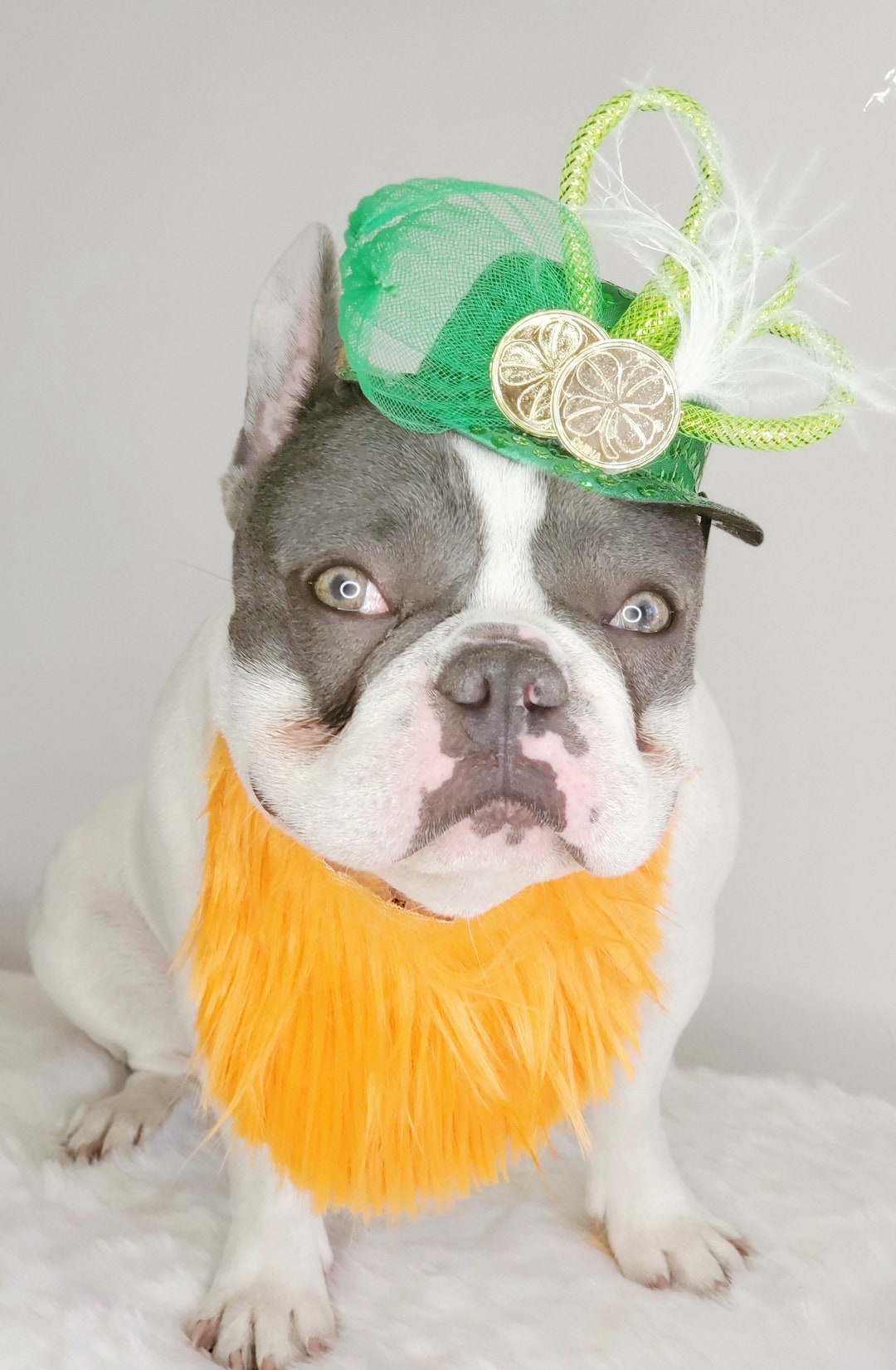 St. Patrick's Day Pet Hat & Beard Set, Irish Costume - Etsy