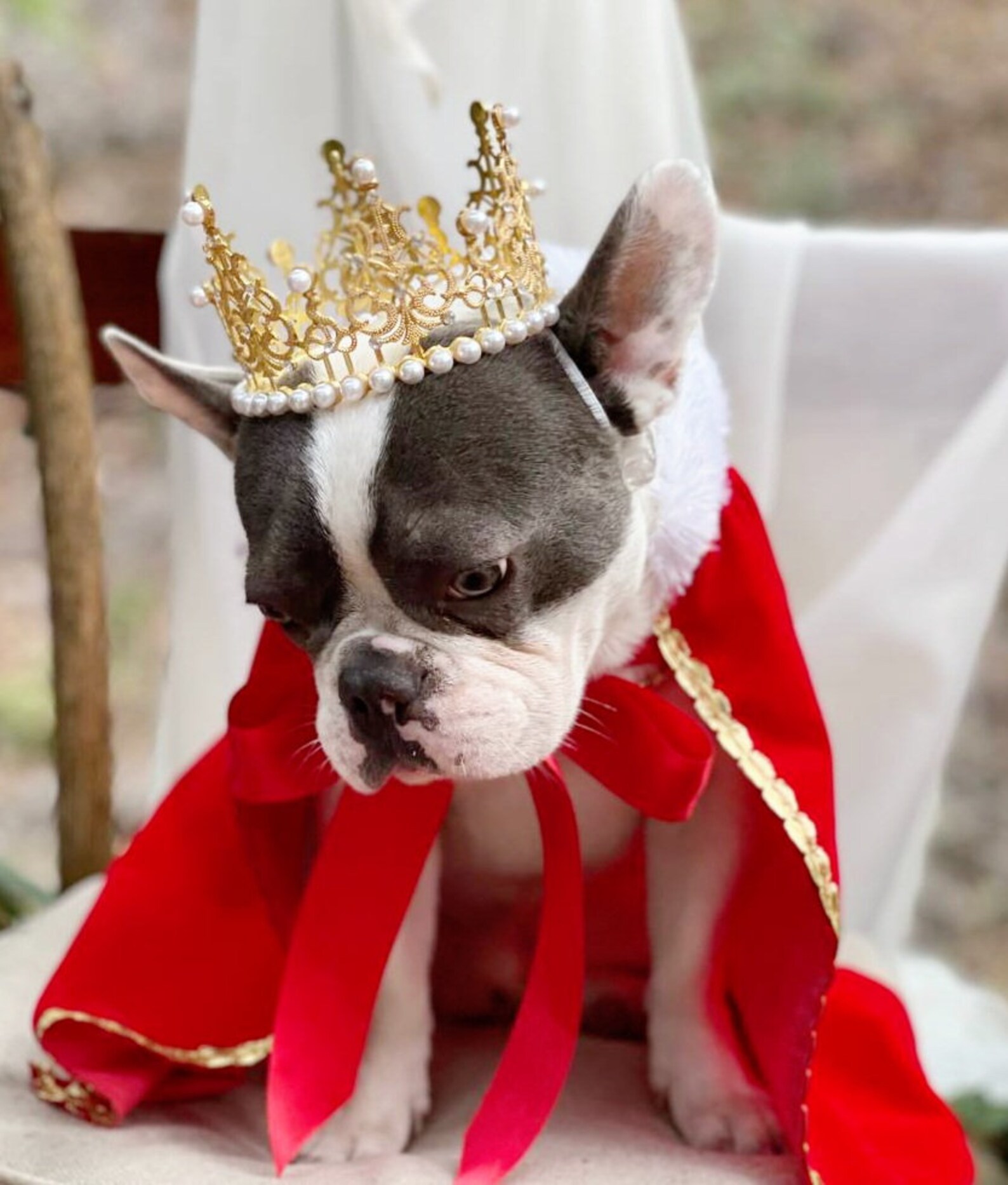 Pearl Princess Dog Crown - Elegant Pet Costume - Etsy