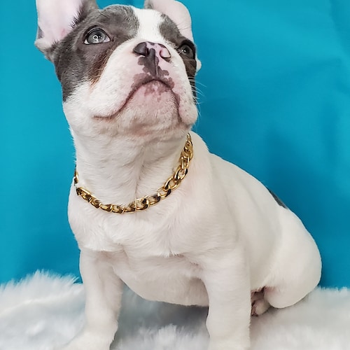 Supper Cute Dog Neck Chain Gold Color /dog Neck Collar/ - Etsy