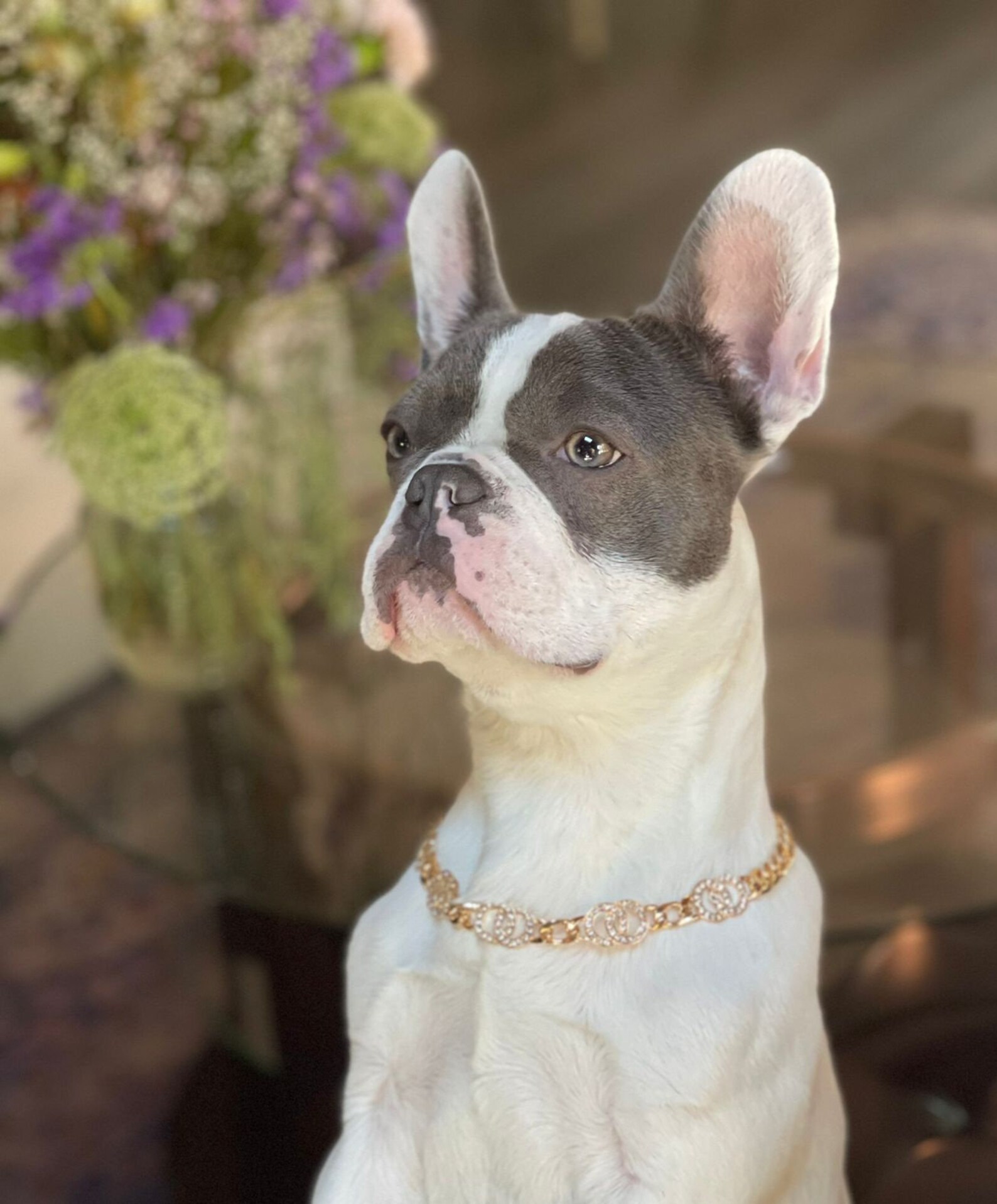 Supper Cute Dog Neck Chain Gold Color/ Jewelry for Pet - Etsy