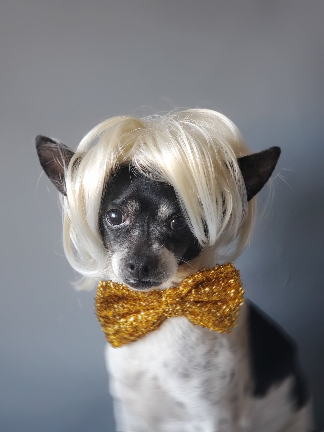 Blond Color Wig for Dog or Cat /halloween Pet Wig /pet Costumes ...
