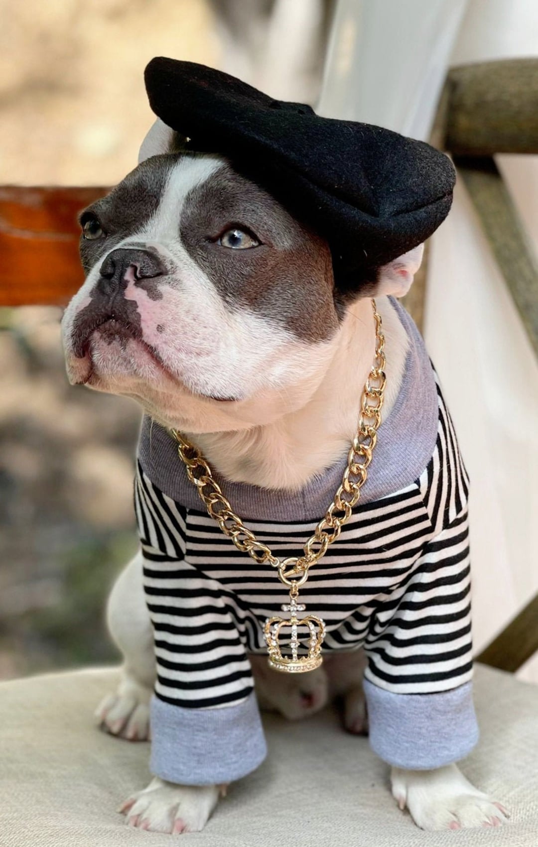 Supper Cute Dog Neck Chain Gold Color/ Jewelry for Pet /jewelry Collar ...