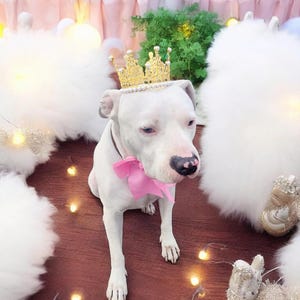 Gold Dog Crown With Bow Tie, Elegant Puppy Accessory - Etsy