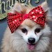 Christmas Red Bow // Dog Halloween Bow // Costume Dog Neck Tie Pet Bow ...