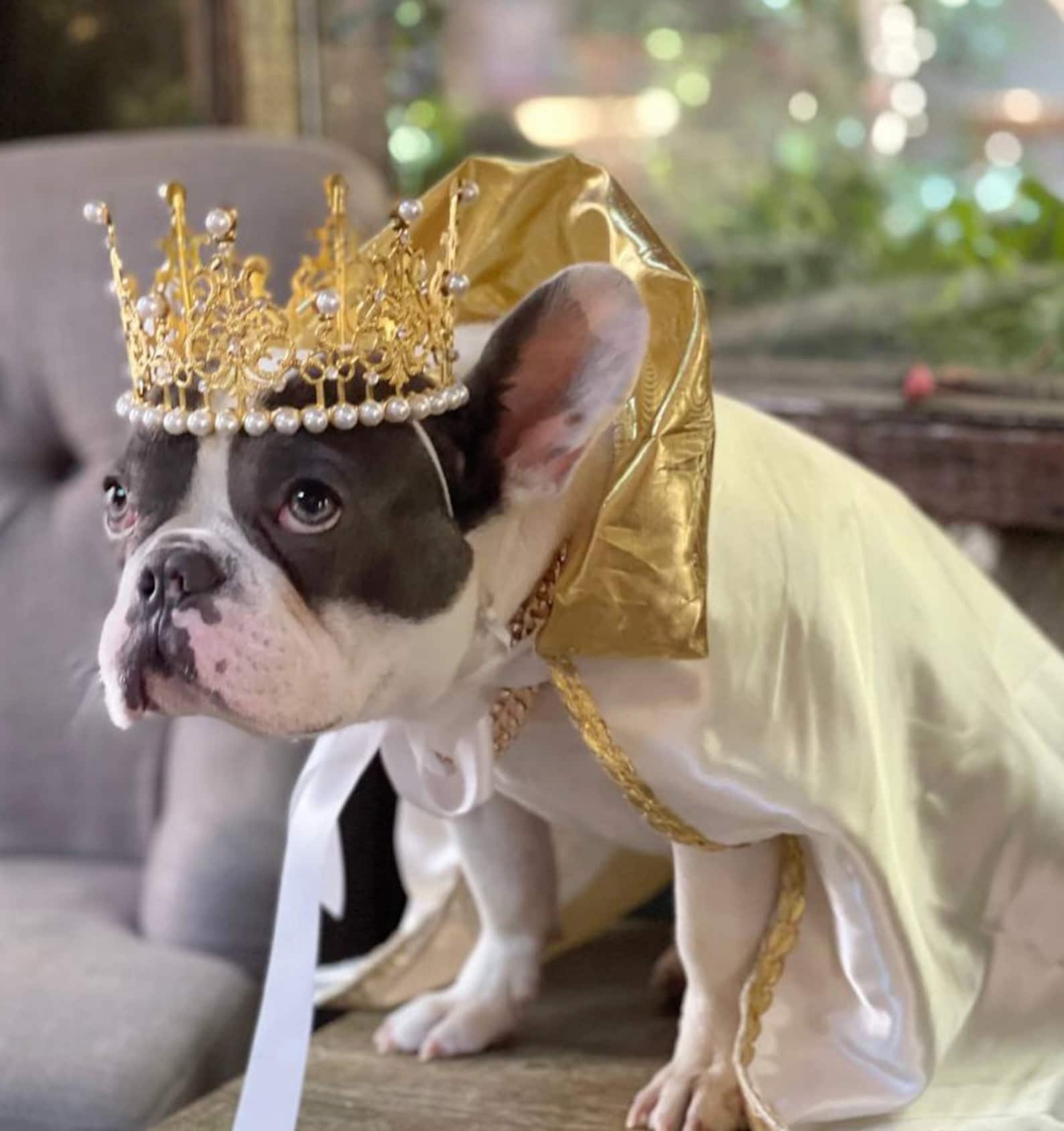 Gold Pet Crown With Adjustable Elastic – Princess Dog or Cat Costume - Etsy