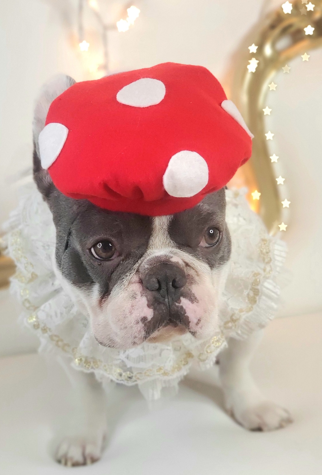 Mushroom Pet Hat, Super Mario Dog Costume, Adjustable Fit - Etsy