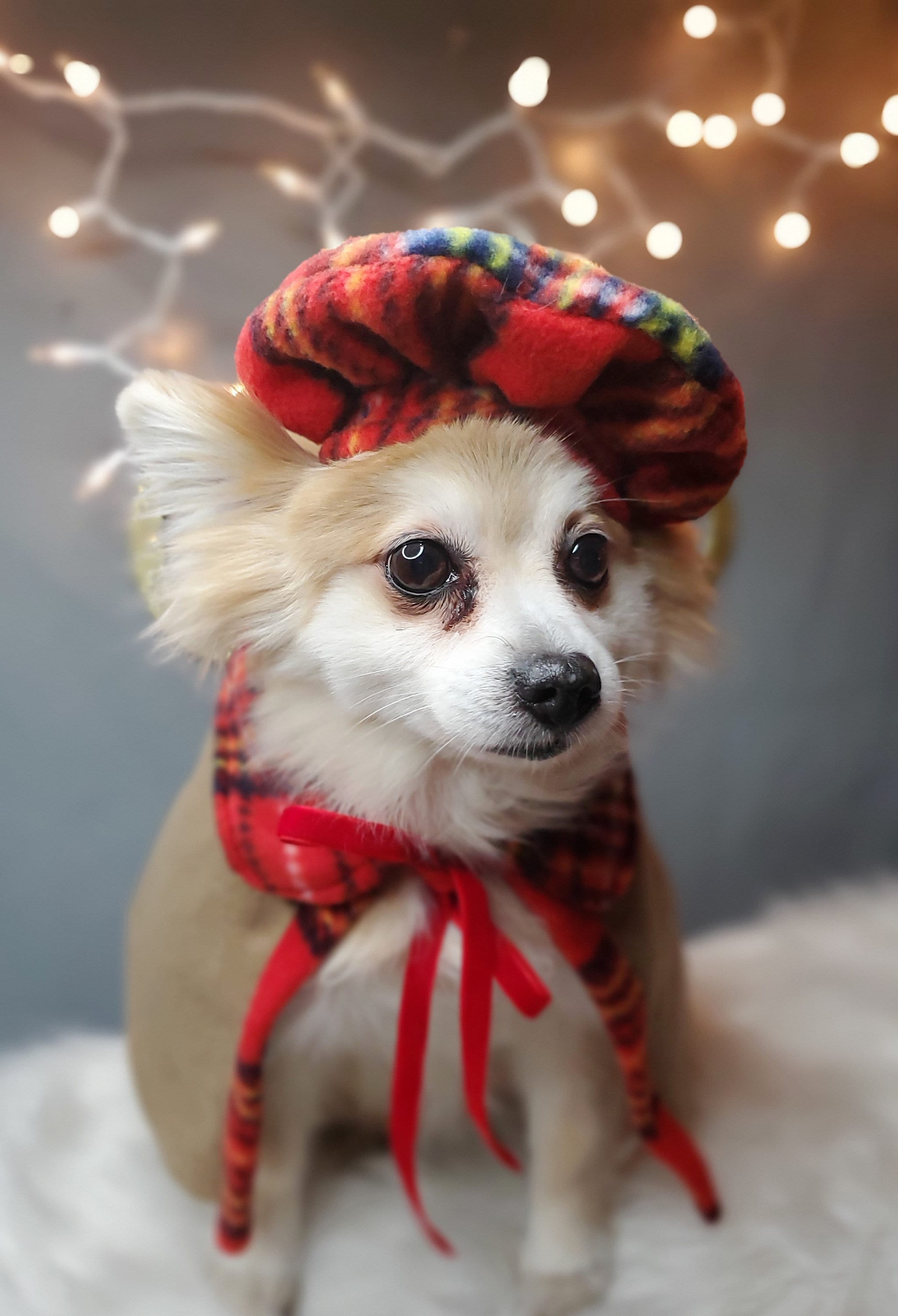 Set 2 piece Beret and Cape cover for dog cat or small animal | Etsy