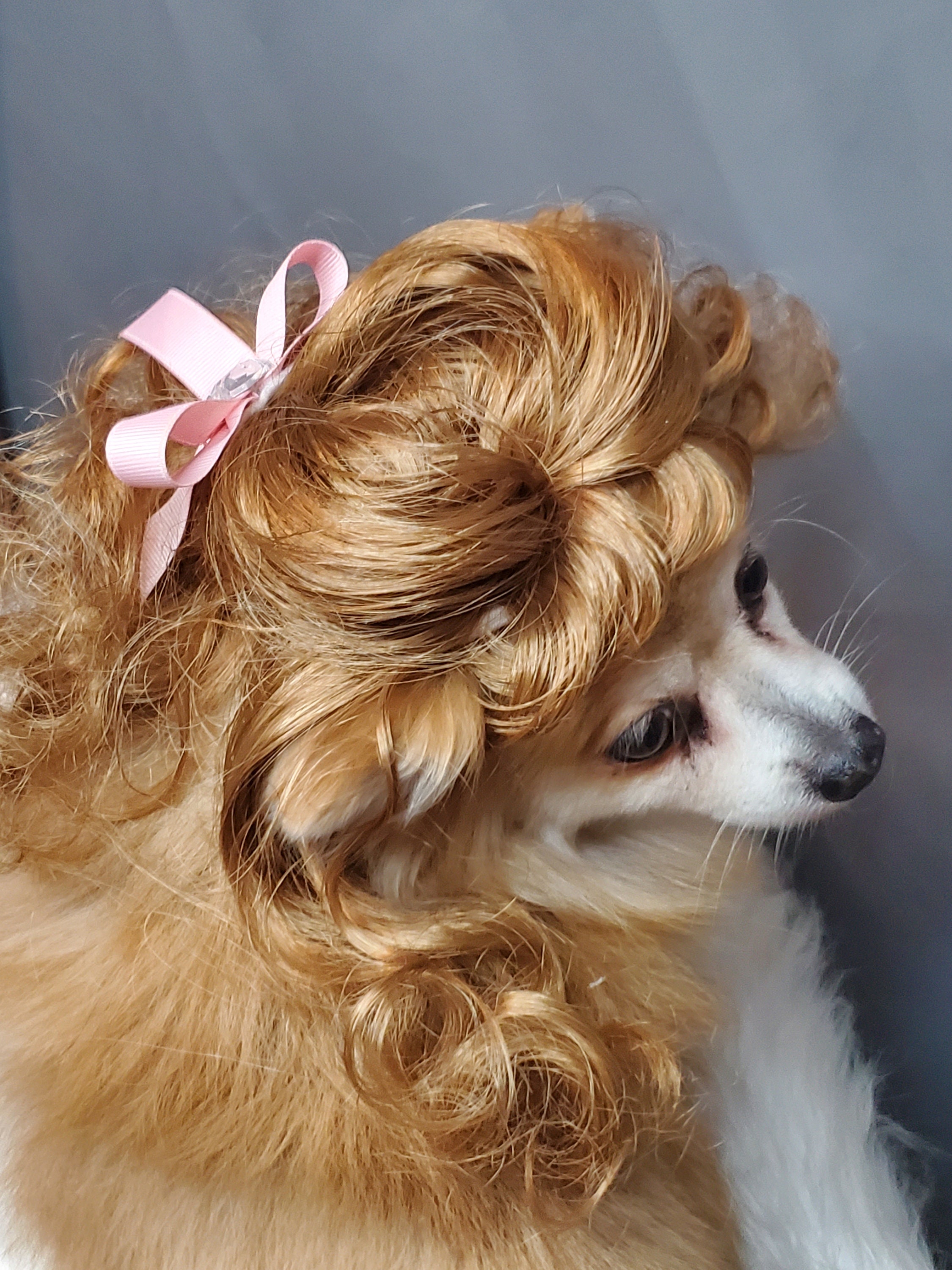 Pet Wig Brown Color for Dog or Cat /dog Costume / Cat Costume / Pet ...