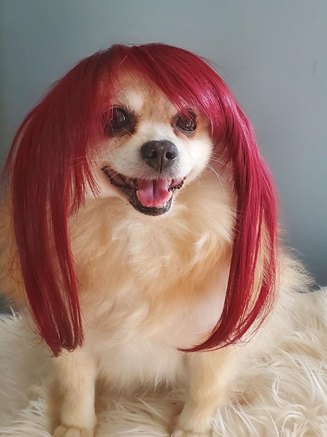Pet Wig for Dog or Cat /halloween Costume Wig for Dogs/ - Etsy