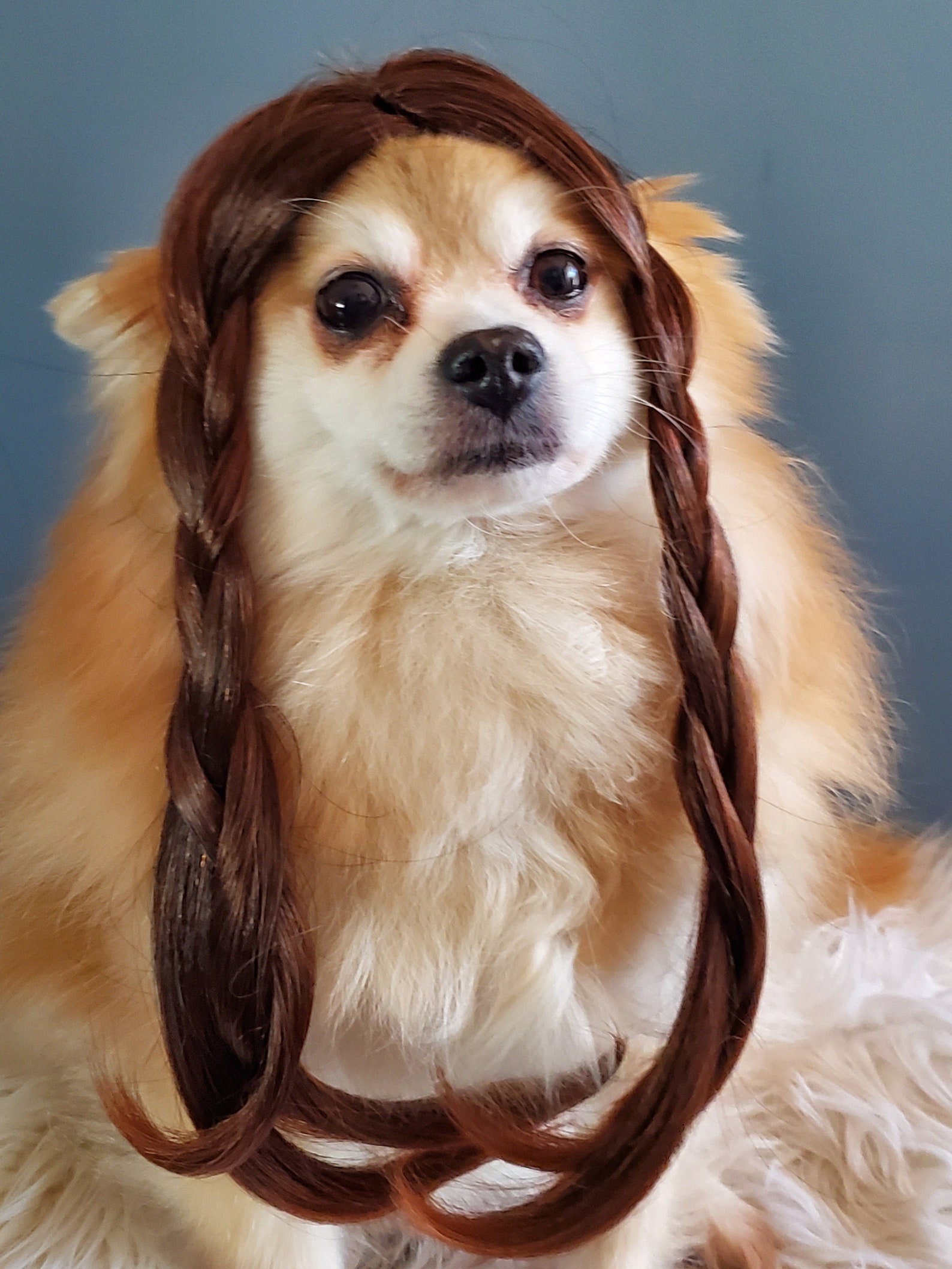 Cute pet braided wig for dog or cat/Halloween pet wig | Etsy