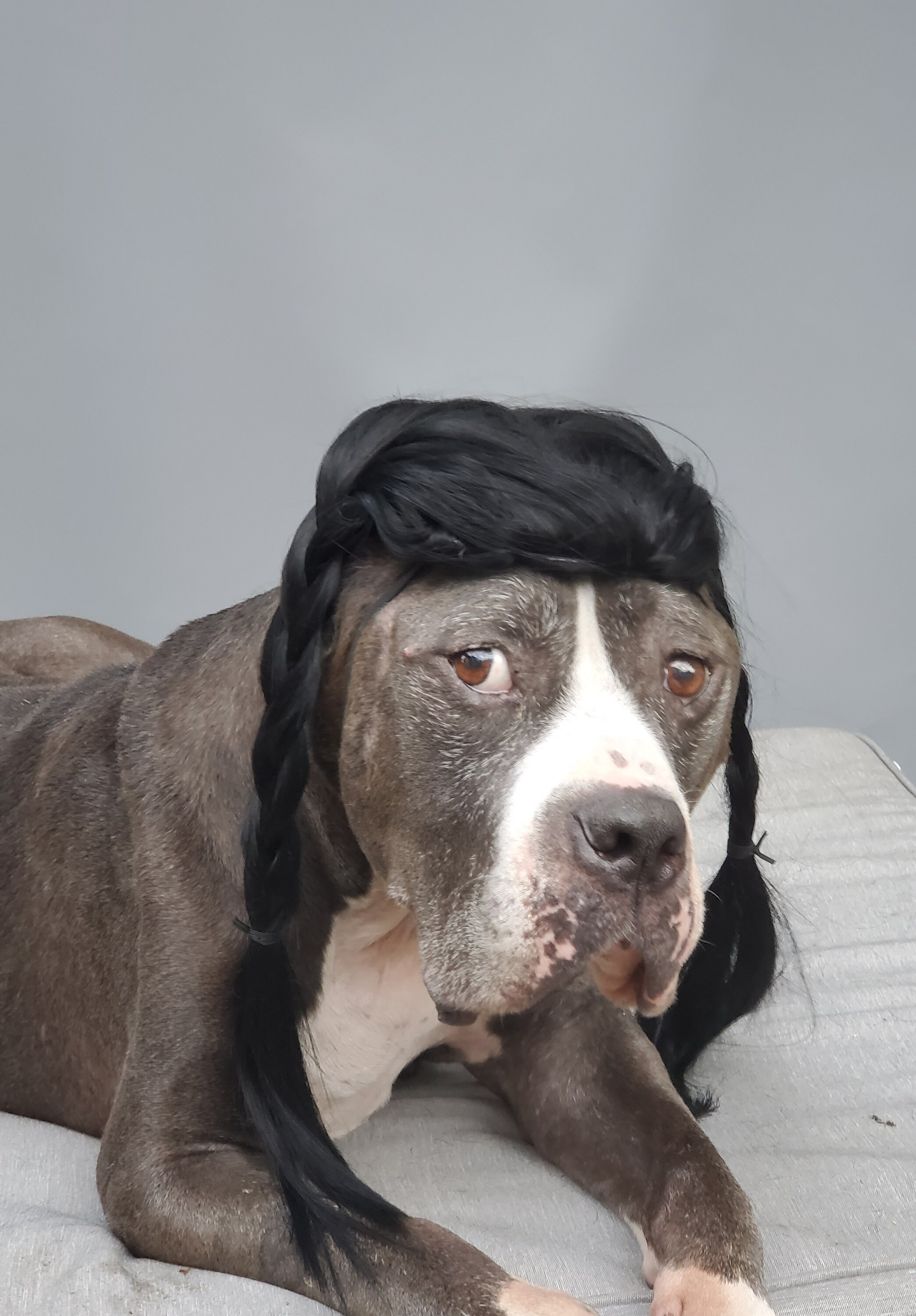 Braided Black Wig for Large Dog, Pet Costume - Etsy