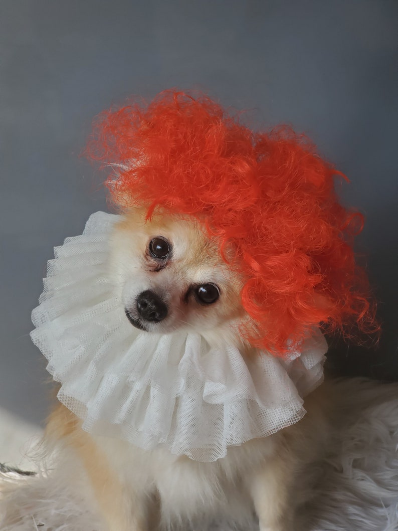 Clown Costume for Your Pet Set Wig and Neck Tie | Etsy