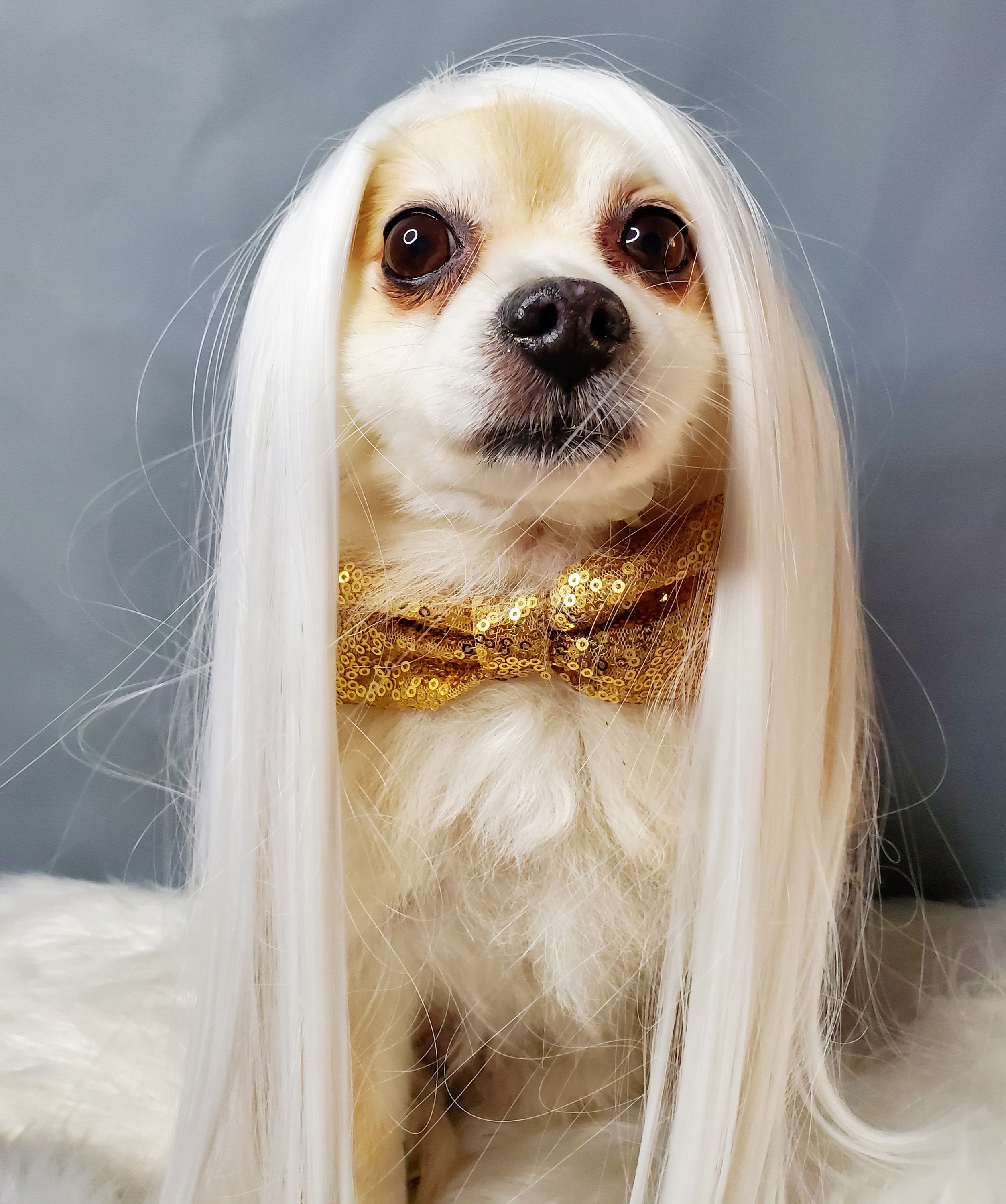 Super Blond Color Pet Wig for Dog or Cat Small - Etsy