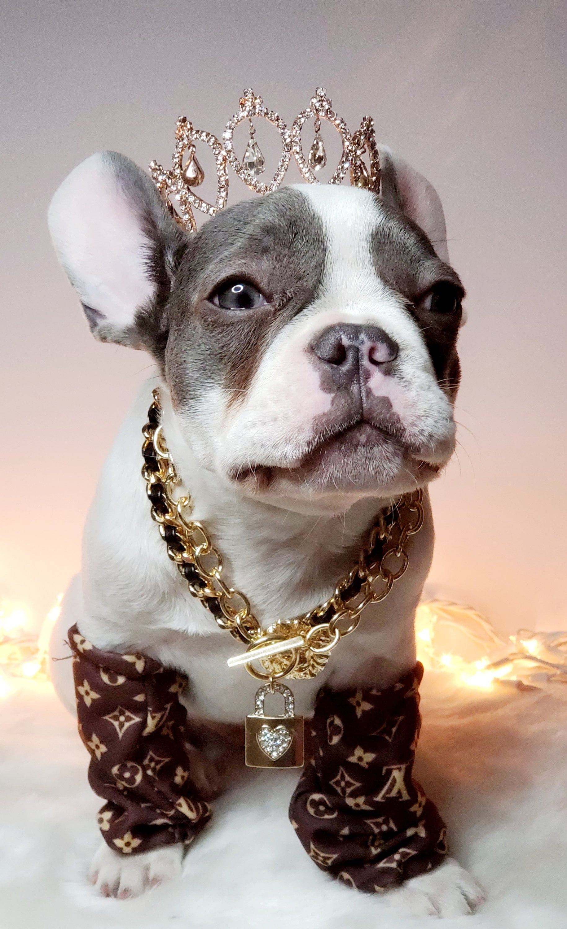 Silver Color Crown for Dog or Cat /princess Dog Crown / Crown - Etsy Israel