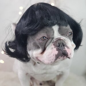 Black Dog Wig, Elegant Puppy Costume, Large Size - Etsy