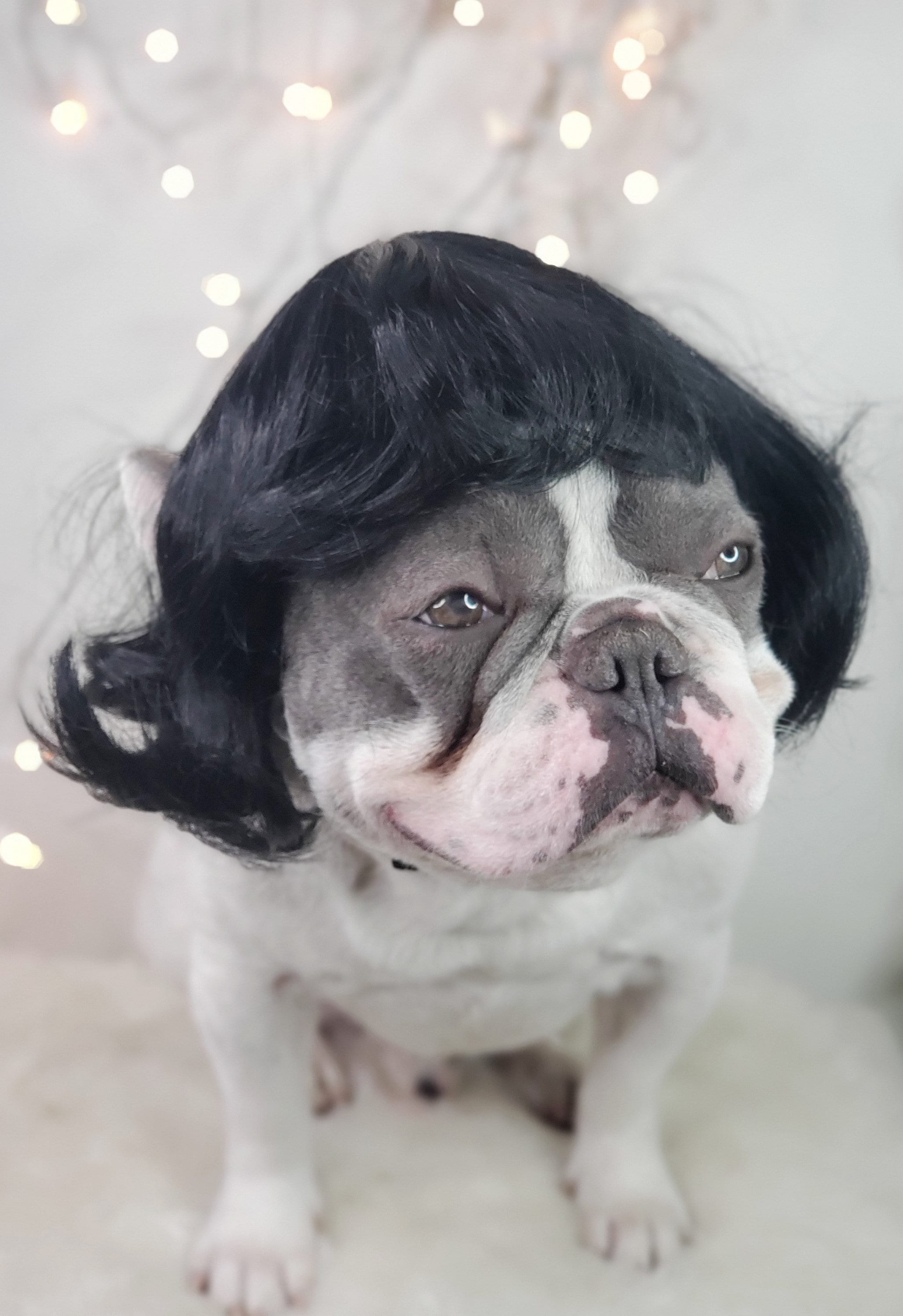 Black Dog Wig, Elegant Puppy Costume, Large Size - Etsy