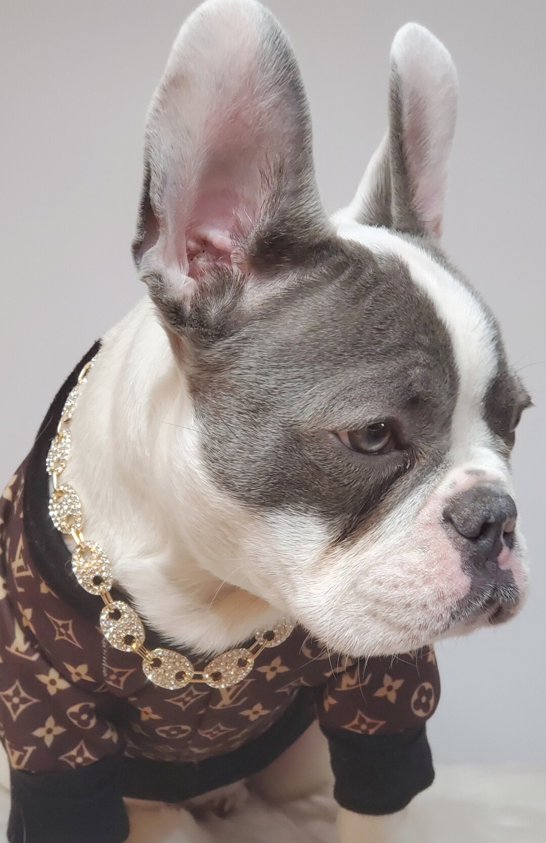 Supper Cute Dog Neck Chain Gold Color/ Jewelry for Pet /jewelry Collar ...