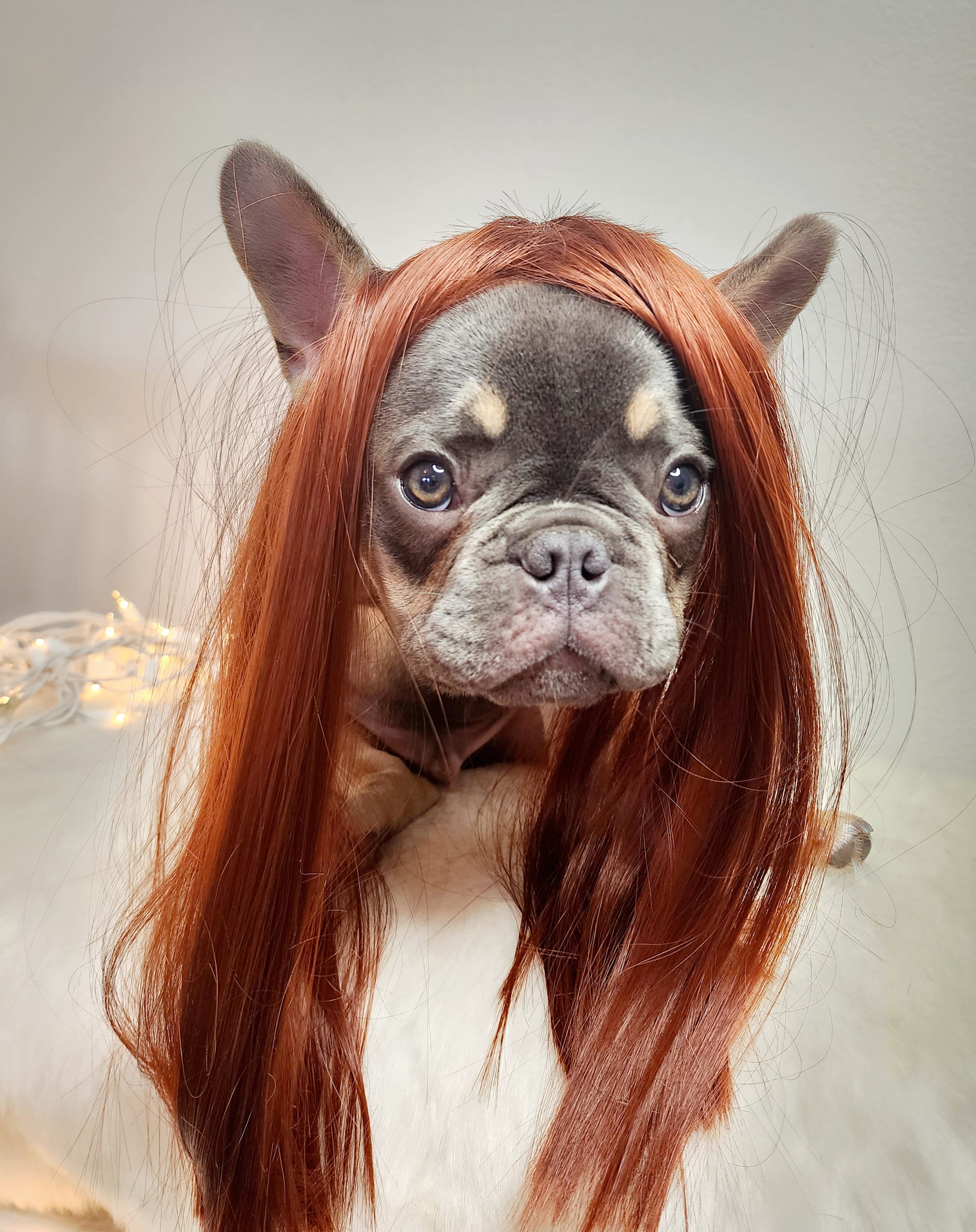 Animals Wearing Wigs