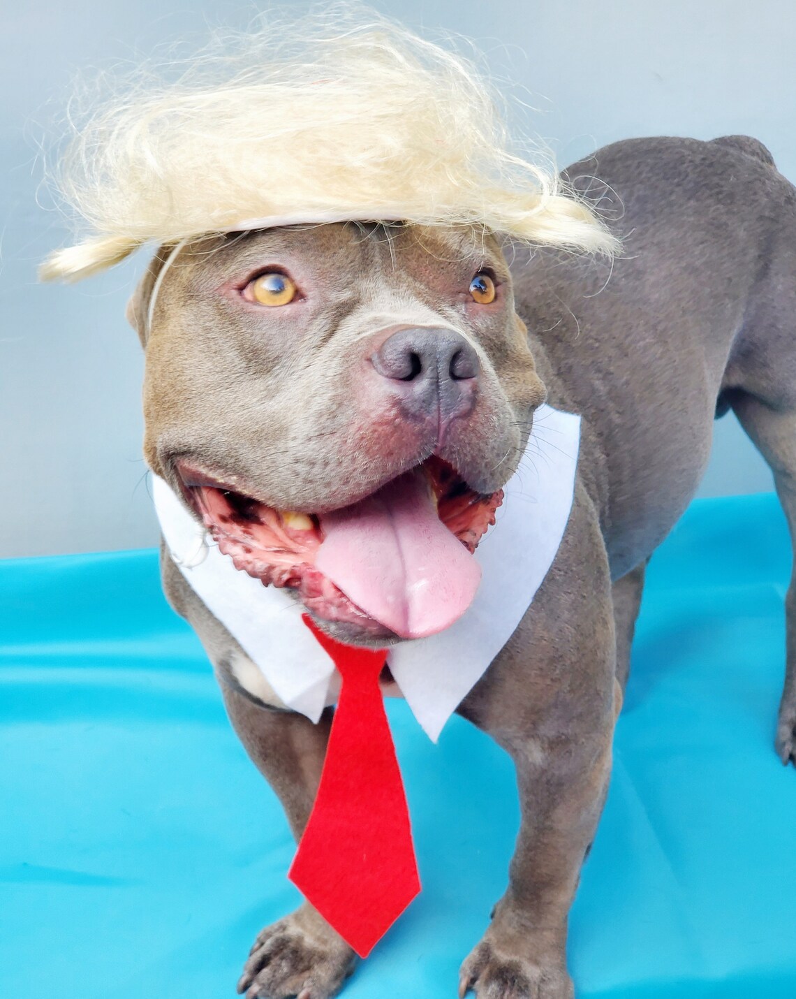 Donald Trump Pet Set Wig and Red Color Neck Tie for Dog or Large ...