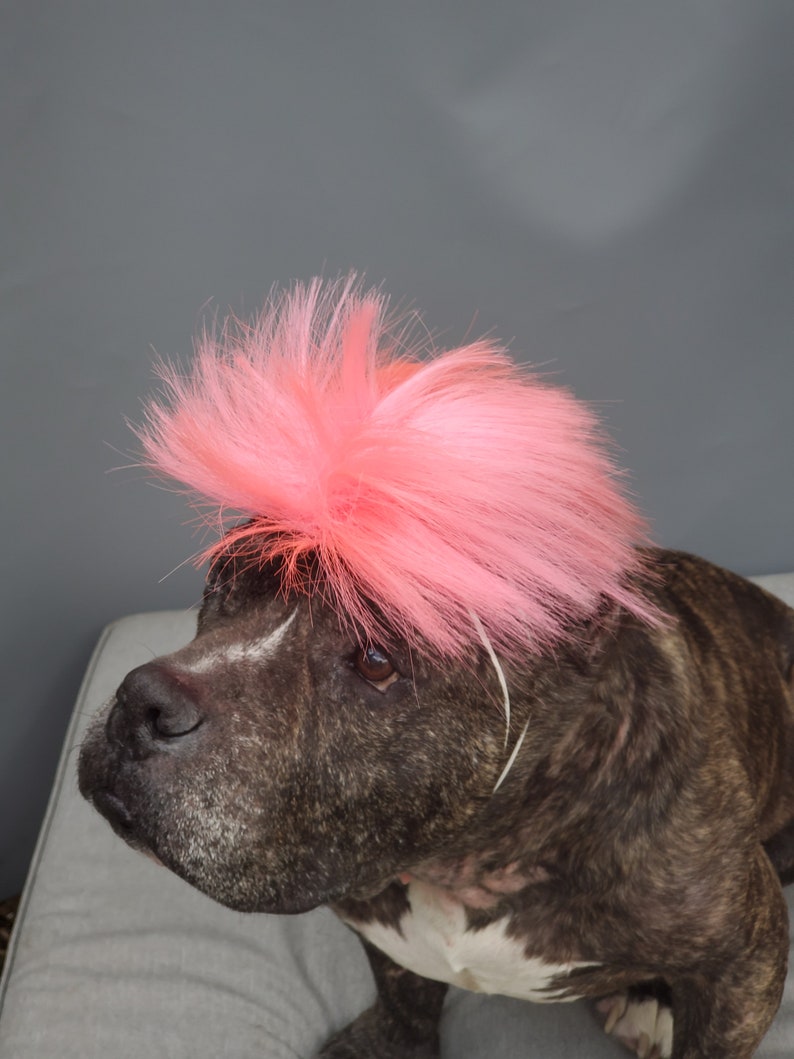 Mohawk hot pink color for your large dog | Etsy
