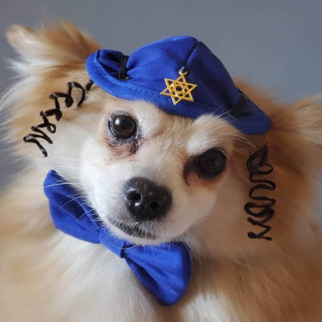 DOG KIPPAH Hanukkah Hat and Bow Set for Dog or Cat /hanukkah Pet Gift ...