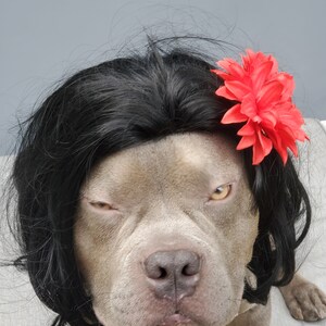 Large Size Black Color Wig for Dog /halloween Costume Wig for Dogs/dog ...