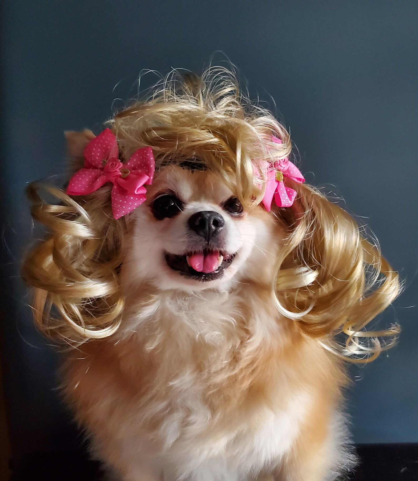 Blond Pet Wig With Pink Bow – Dog & Cat Costume - Etsy