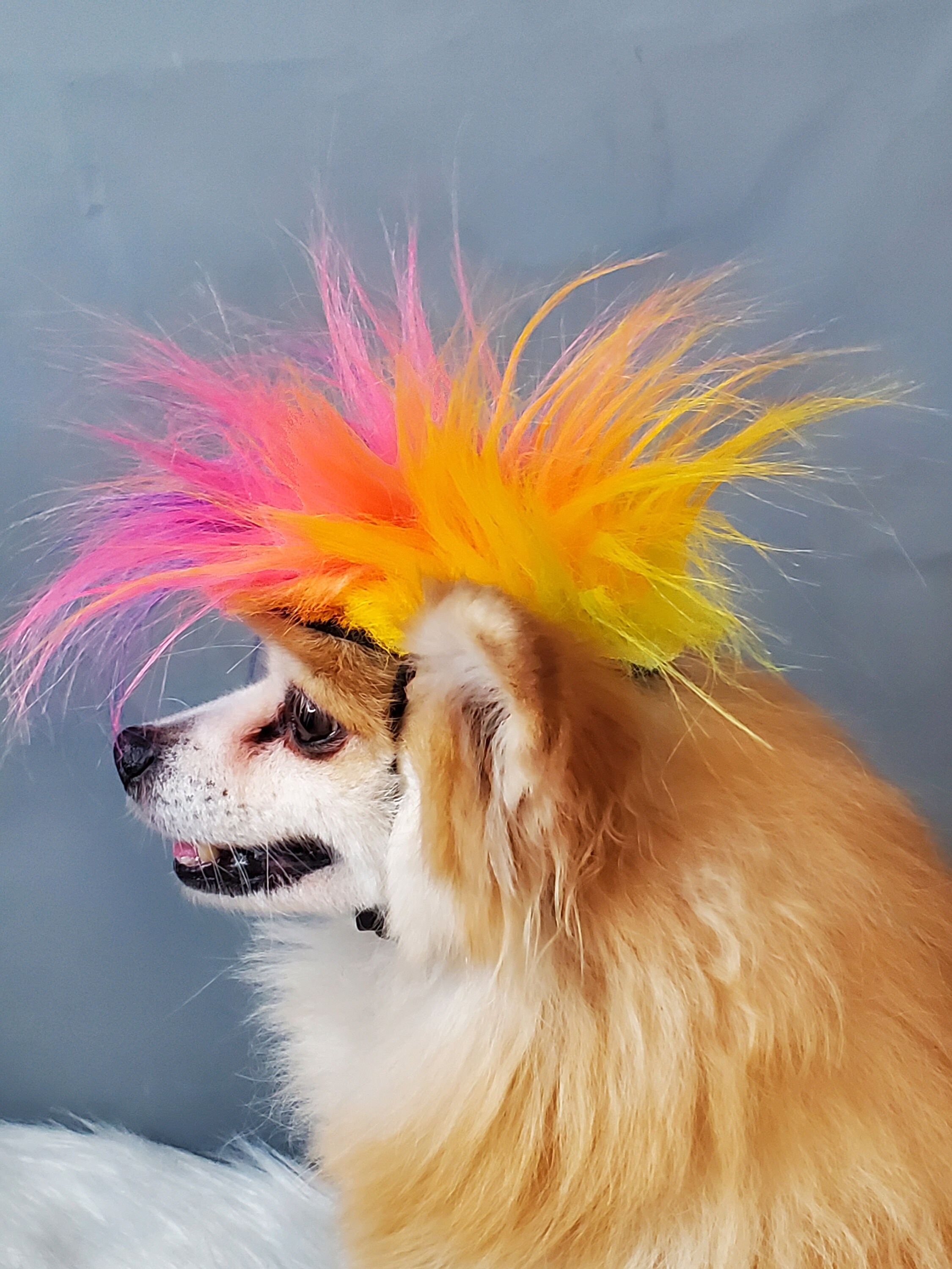 Mohawk for Your Pet / Halloween Dog Costume /cat Mohawk / | Etsy