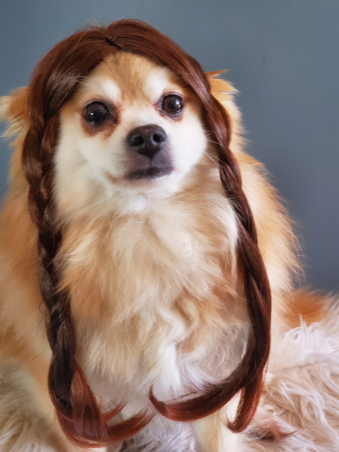 Cute pet braided wig for dog or cat/Halloween pet wig | Etsy