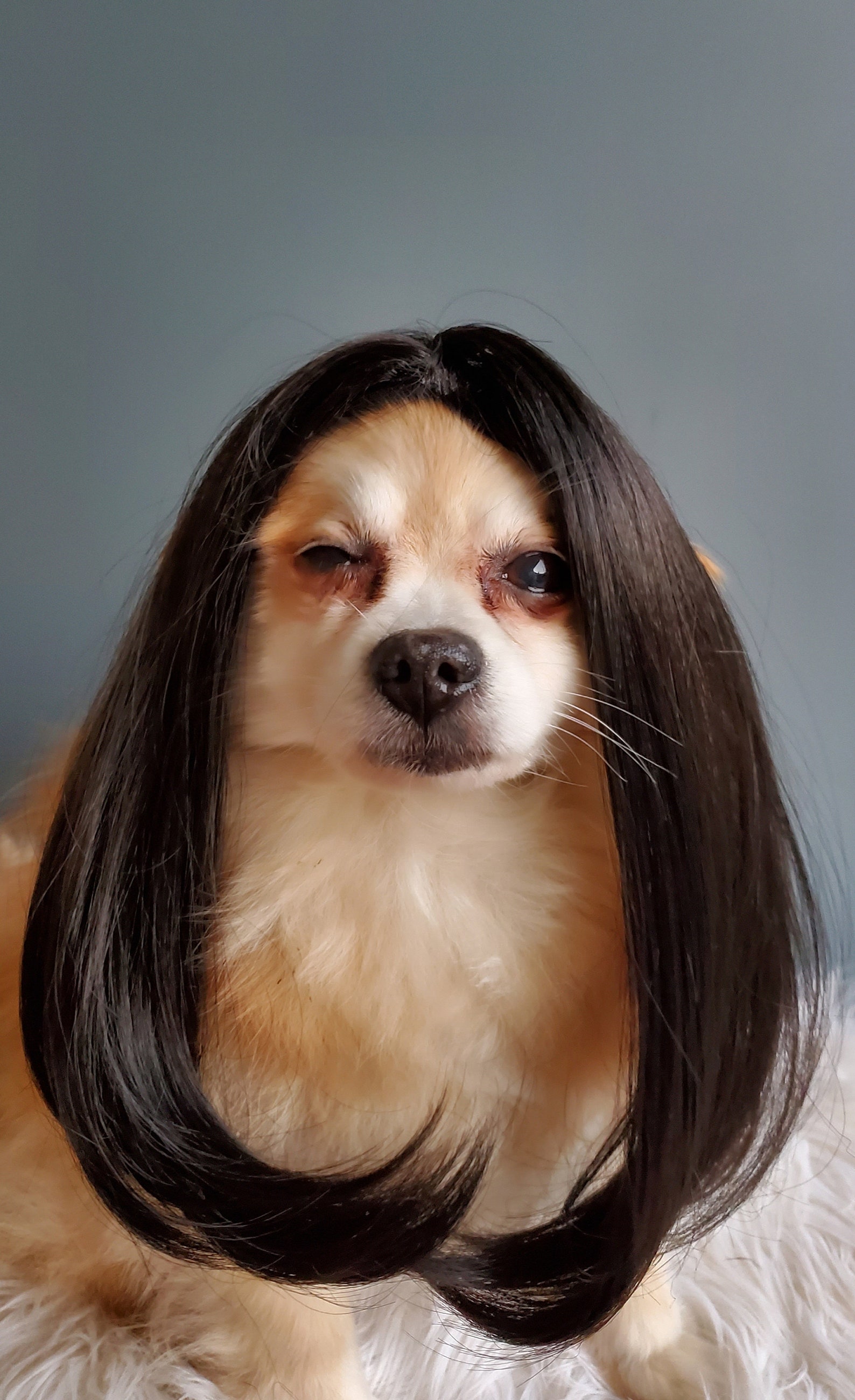 Cute Pet Wig Black Color Dog or Cat/halloween Dog Wig/costume - Etsy