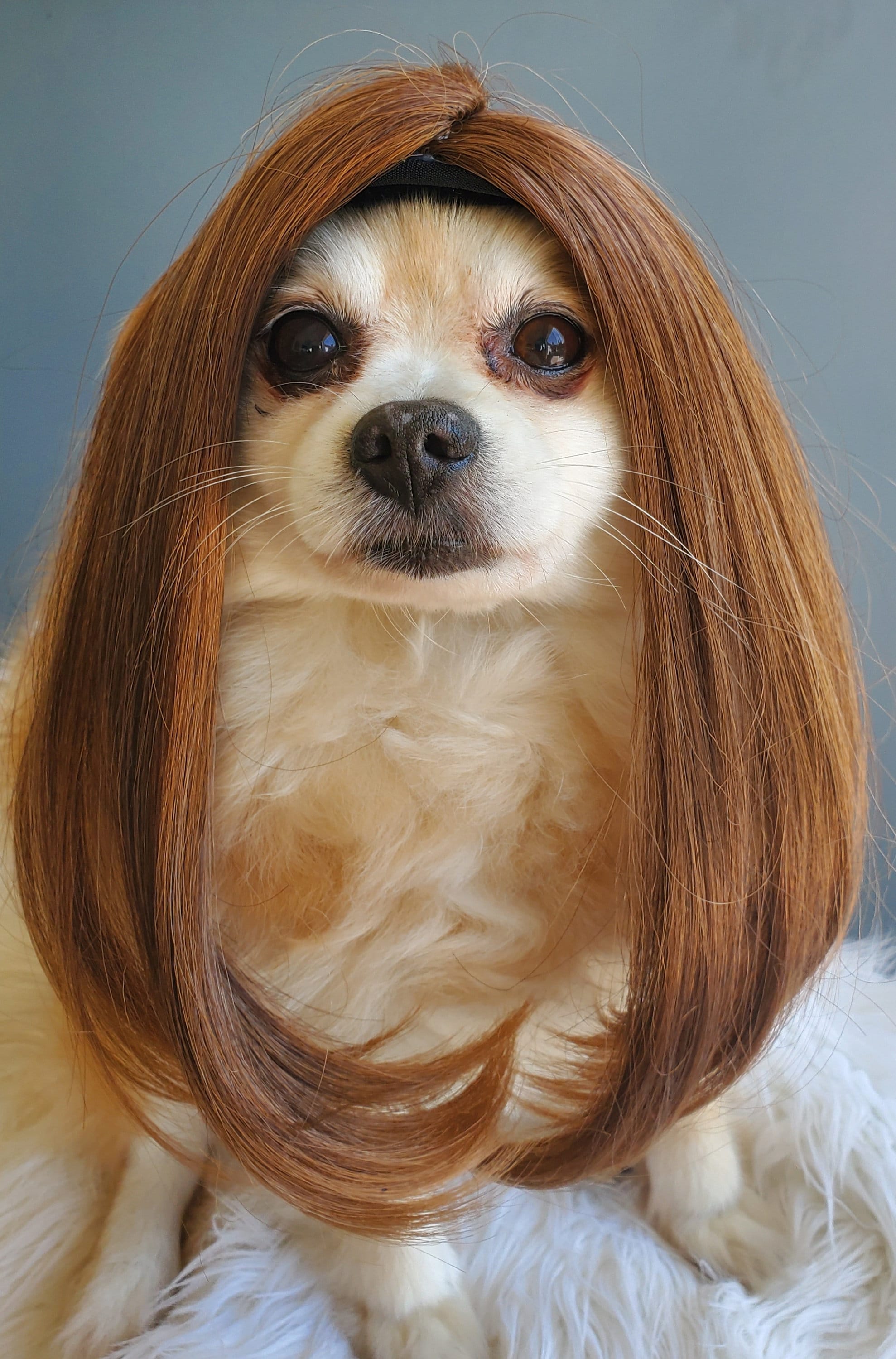 Cute Pet Wig for Dog or Cat / Halloween Pet Wig / Costume Dog Wig /dog ...