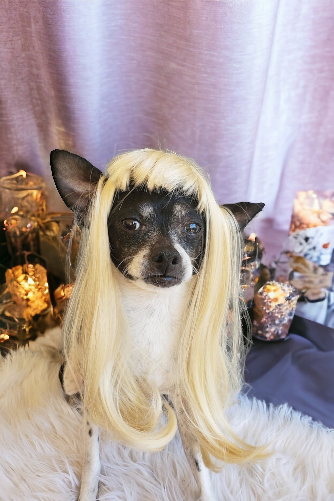 Wig for Dogs /pet Wig Blond Color Long for Dog or Cat/dog Costume / Cat ...