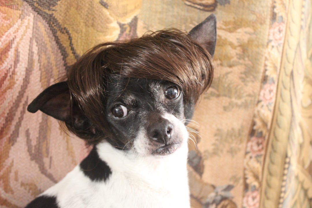 Cute Pet Wig for Dog or Cat/dog Costume / Cat Costume / Wig for Dogs ...