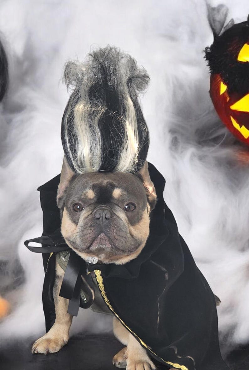 Frankenstein Bride Pet Wig, Black & White Dog Costume - Etsy