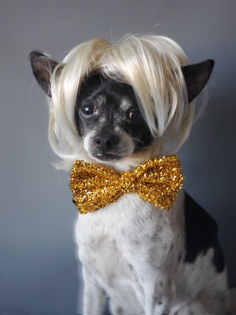 Blond Color Wig for Dog or Cat /halloween Pet Wig /pet - Etsy