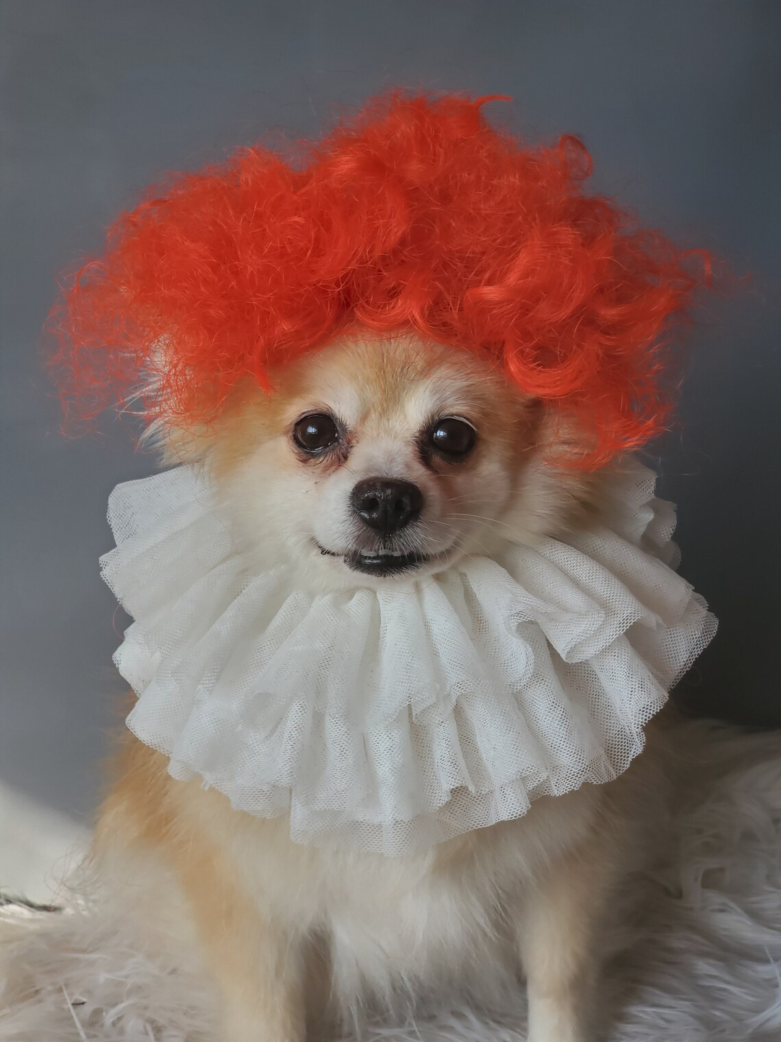 Clown Costume for Your Pet Set Wig and Neck Tie | Etsy