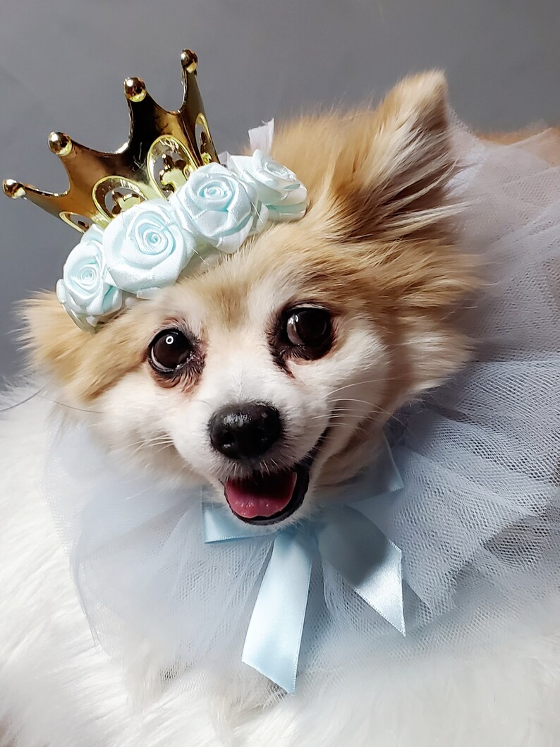 Gold Crown With Blue Collar Tie for Dog or Cat /princess Set - Etsy