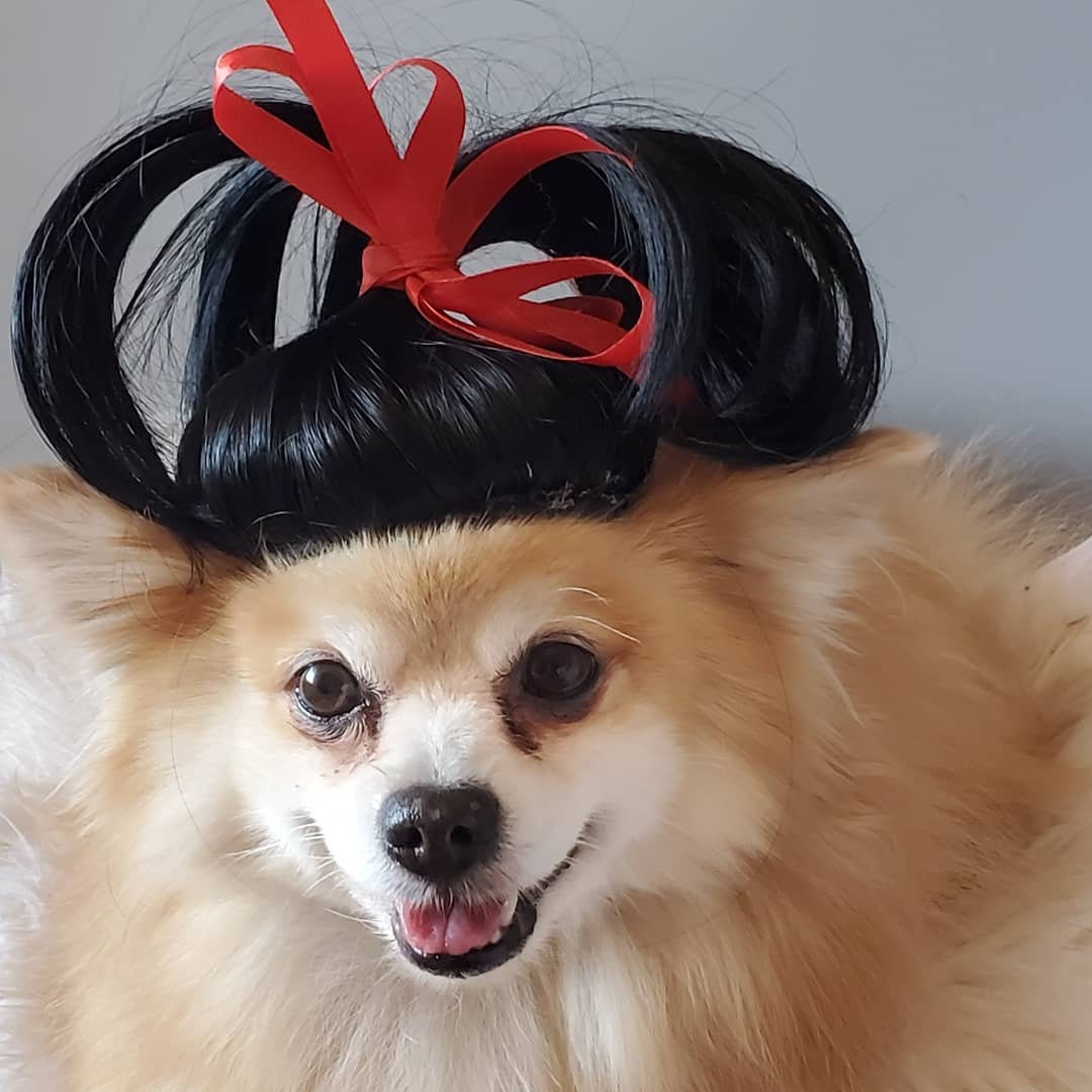 Pet Wig Black Color for Dog or Cat - Etsy