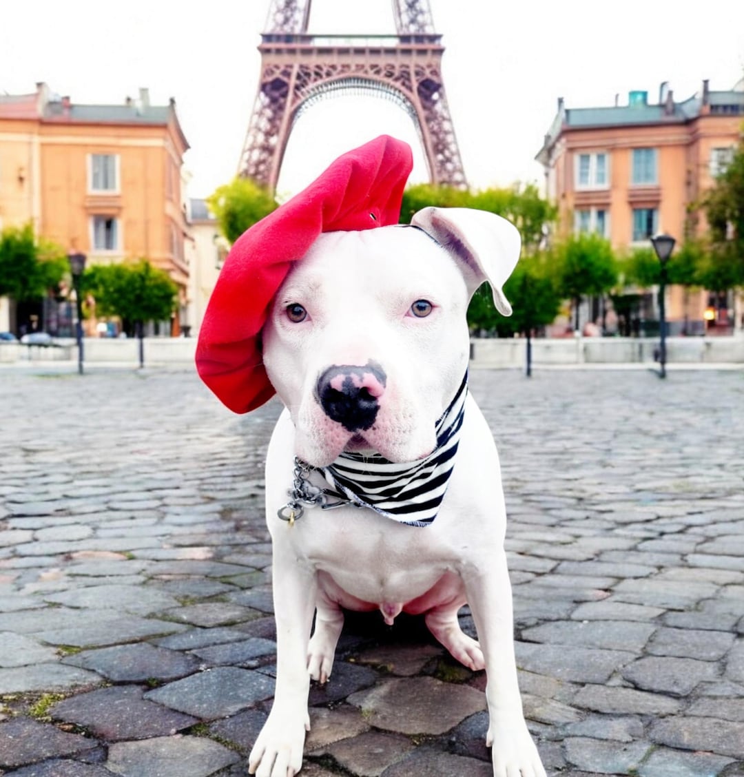 Beret for Dogs/beret Hat Red Color for Large Dog Hat for Large Pet ...